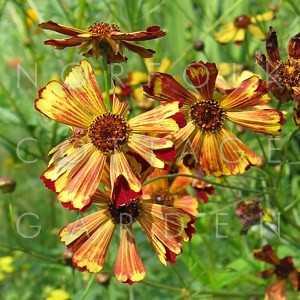 Coreopsis tinctoria 'Sea Shells Red' - Tickseed 'Sea Shells Red ...