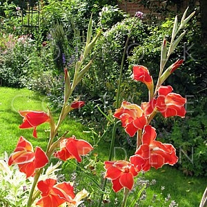 Gladiolus danelii 'Atom' - Gladiolus 'Atom' - Norfolk Cottage Garden